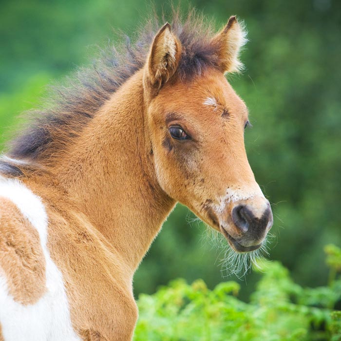 Animal stock photography #3