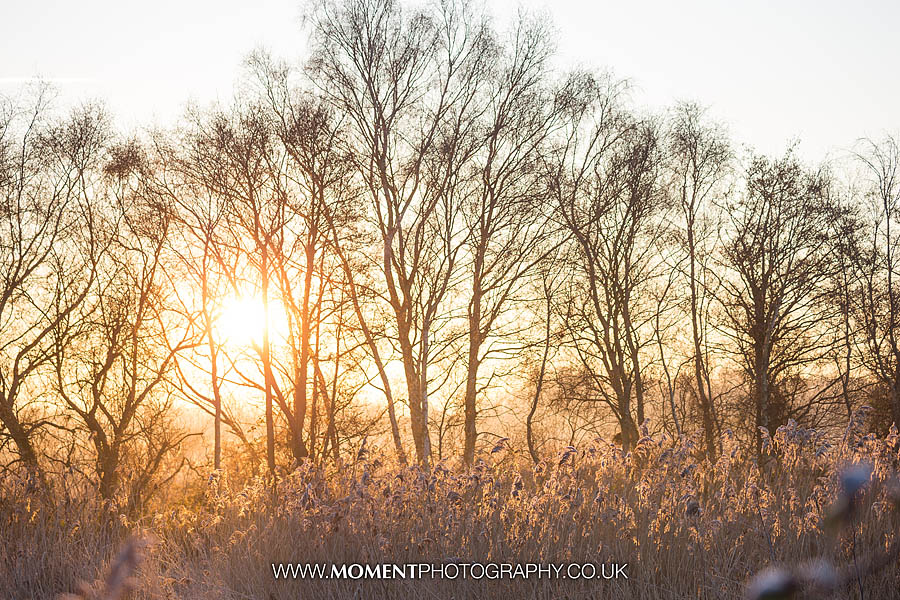 Ham Wall RSPB Bird photography – day 2